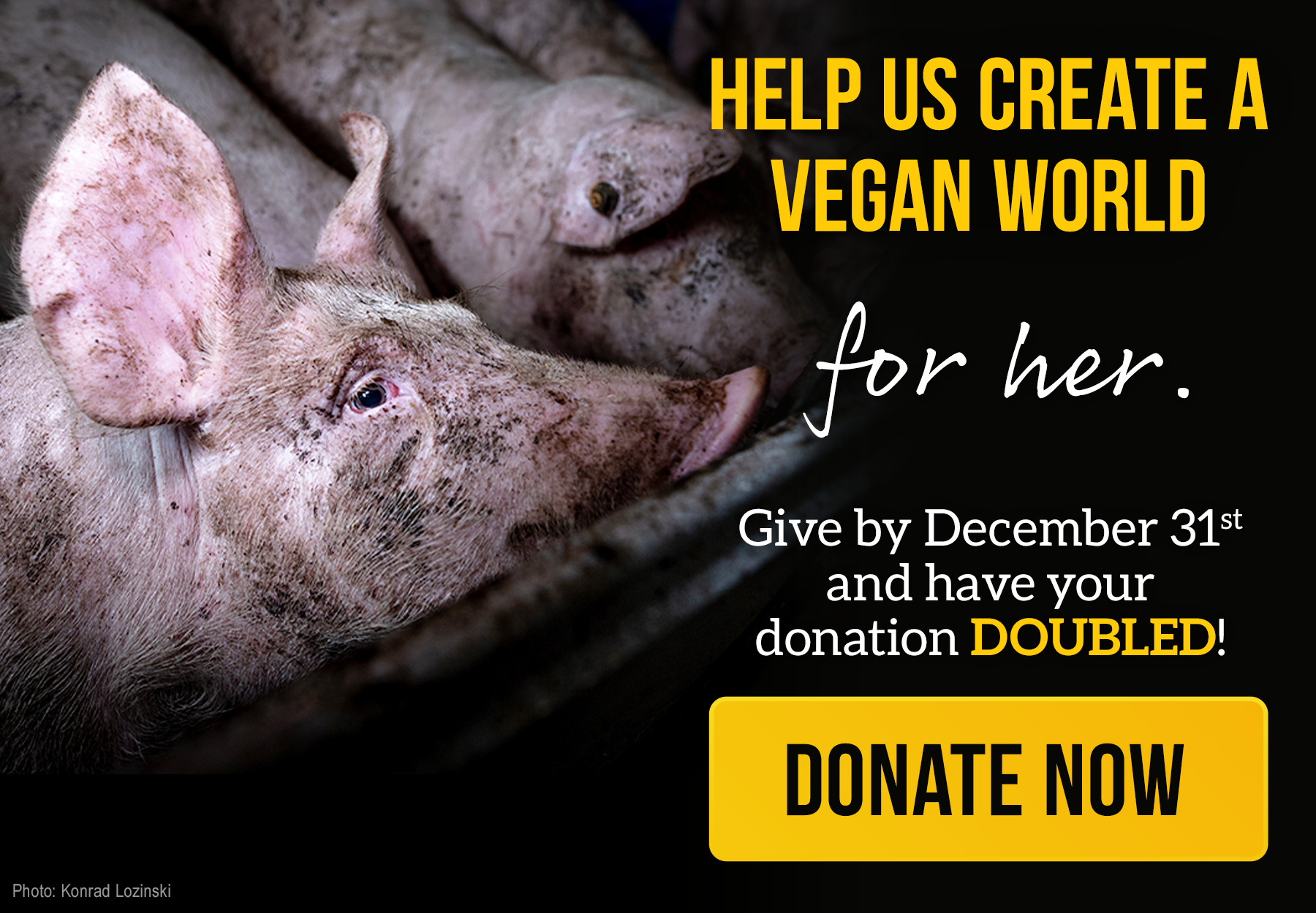 Support Our Work - Vegan Outreach