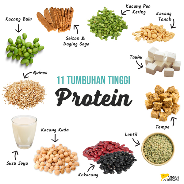 Tip Nutrisi Buat Pengamal Vegan Yang Baru - Vegan Outreach